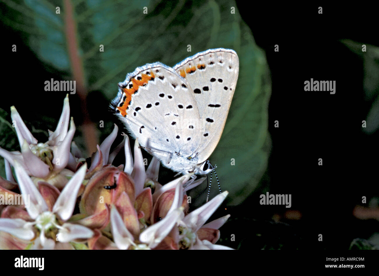 Gray Copper Lycaena dione Sterling COLORADO United States July Adult ...