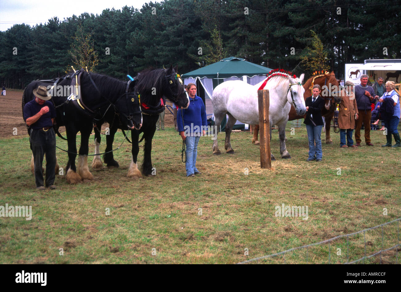Heavy horses hi-res stock photography and images - Alamy
