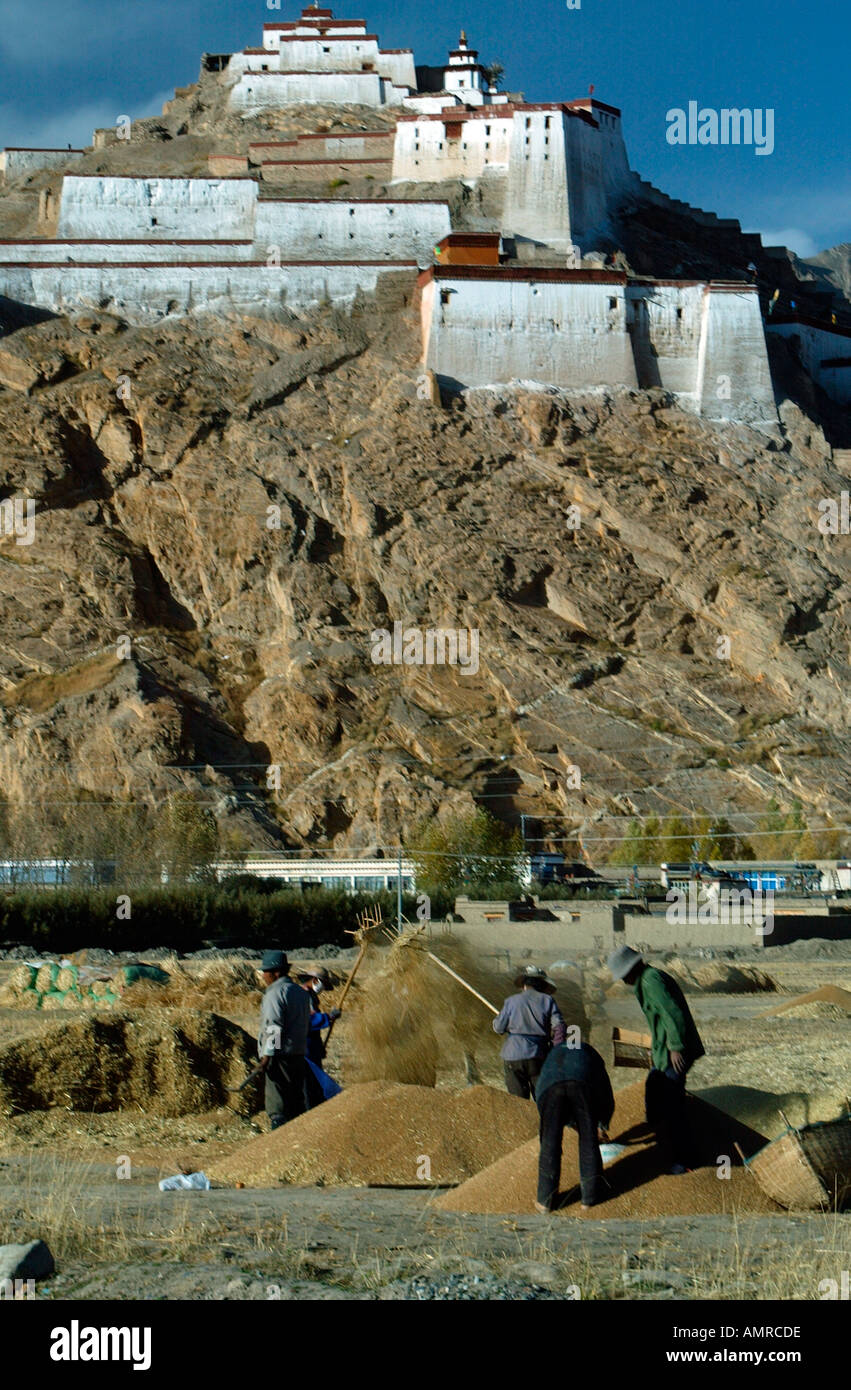 Harvesting barley below the Gyantse fort Tibet Stock Photo - Alamy