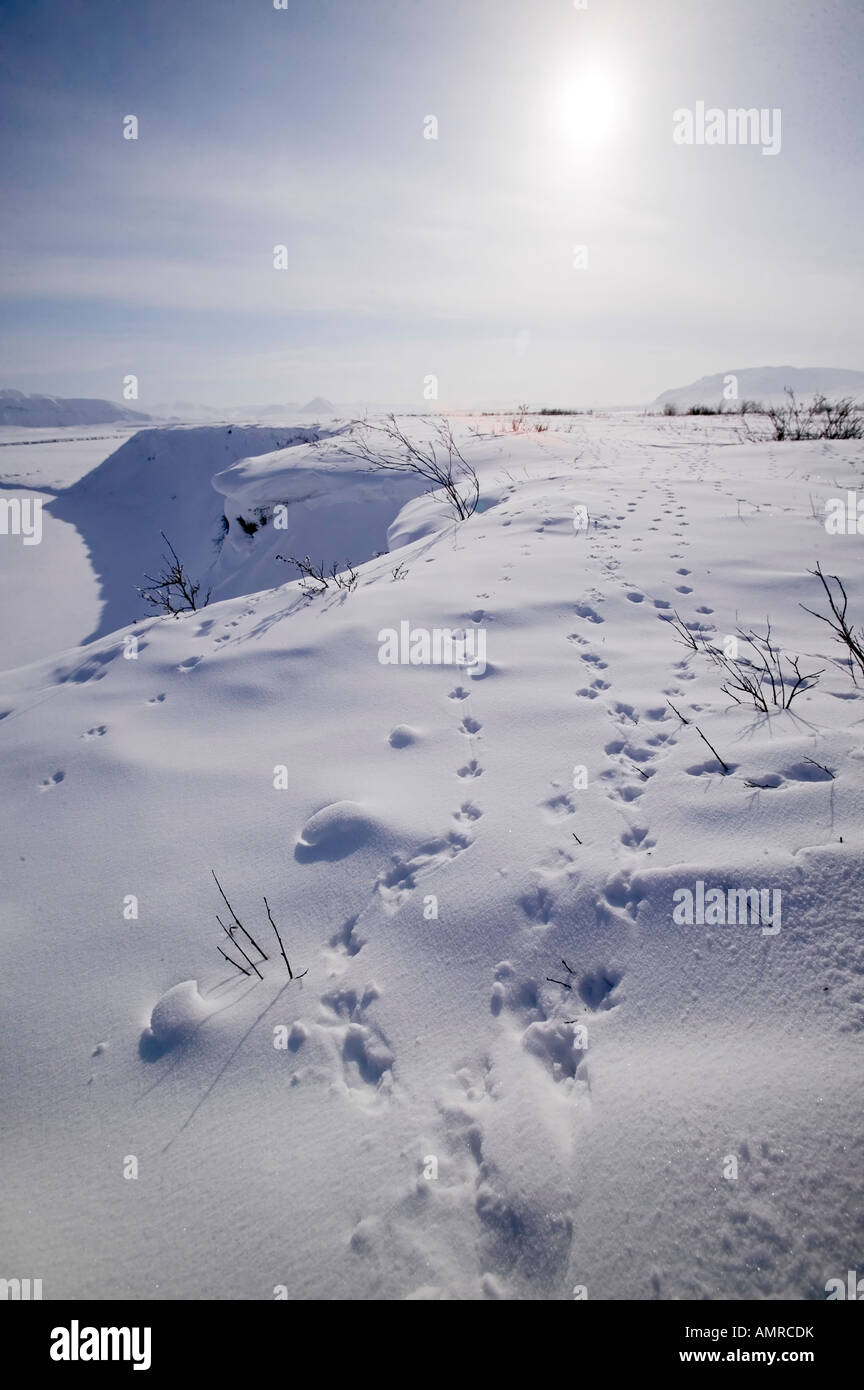 Alaska, winter, animal tracks in the snow, north slope, arctic slope ...