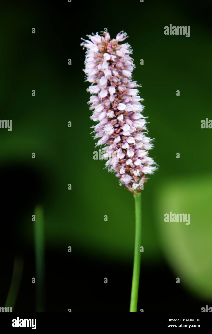 Bistort aka Common Bistort or Knotweed, Persicaria bistorta or ...