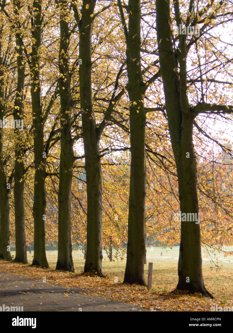 autumn at kings college cambridge Stock Photo - Alamy