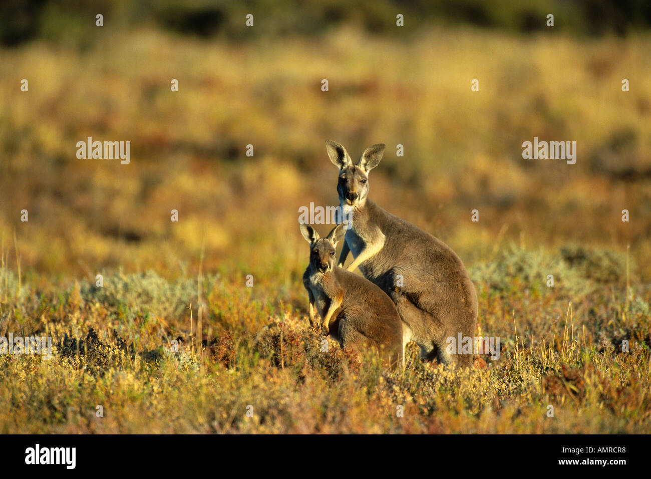 Red kangaroo stand standing hi-res stock photography and images - Alamy
