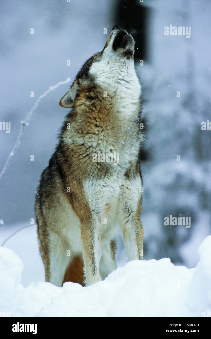 Portrait of Wolf Stock Photo - Alamy