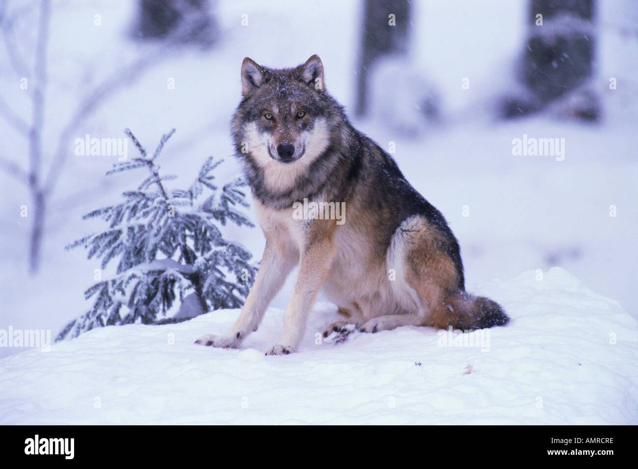 Portrait of Wolf Stock Photo - Alamy