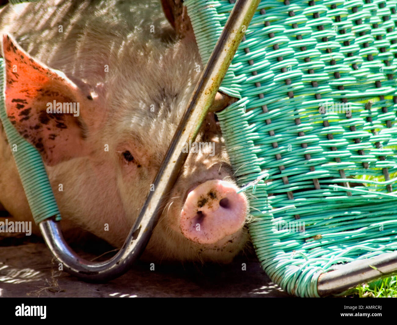 Resting pig hi-res stock photography and images - Alamy