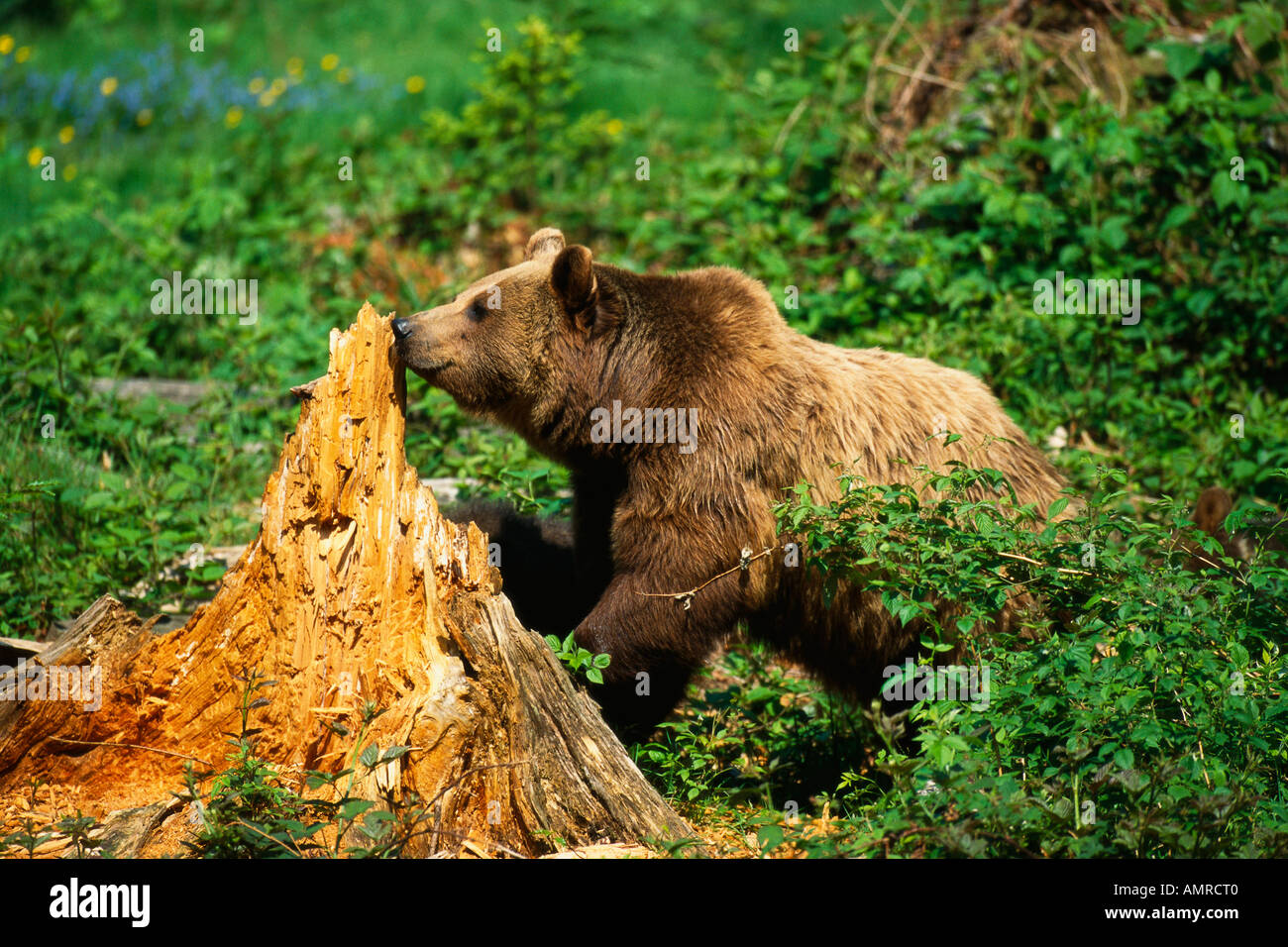 Brown Bear at Tree Stump Stock Photo - Alamy