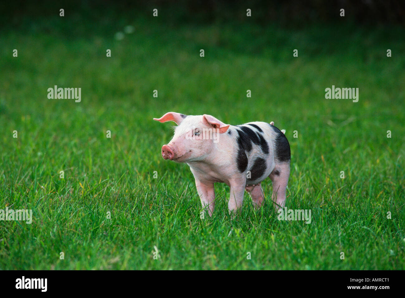 Pig in Grass Stock Photo - Alamy