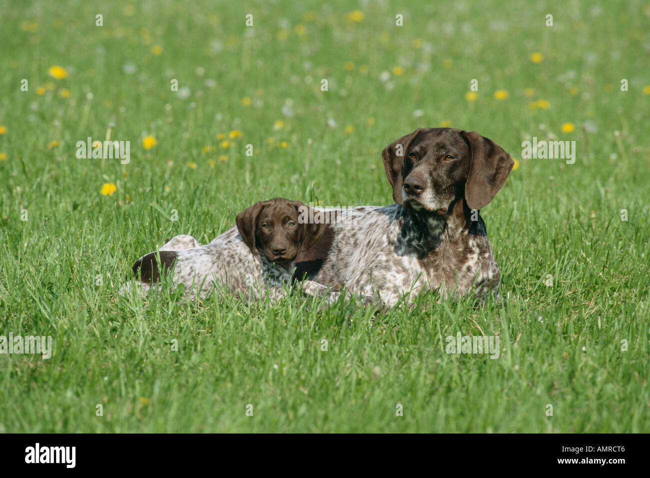 Mother Dog and Puppy Stock Photo - Alamy