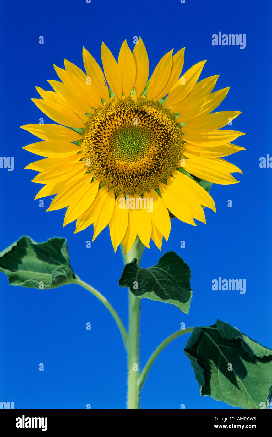 Sunflower core hi-res stock photography and images - Alamy