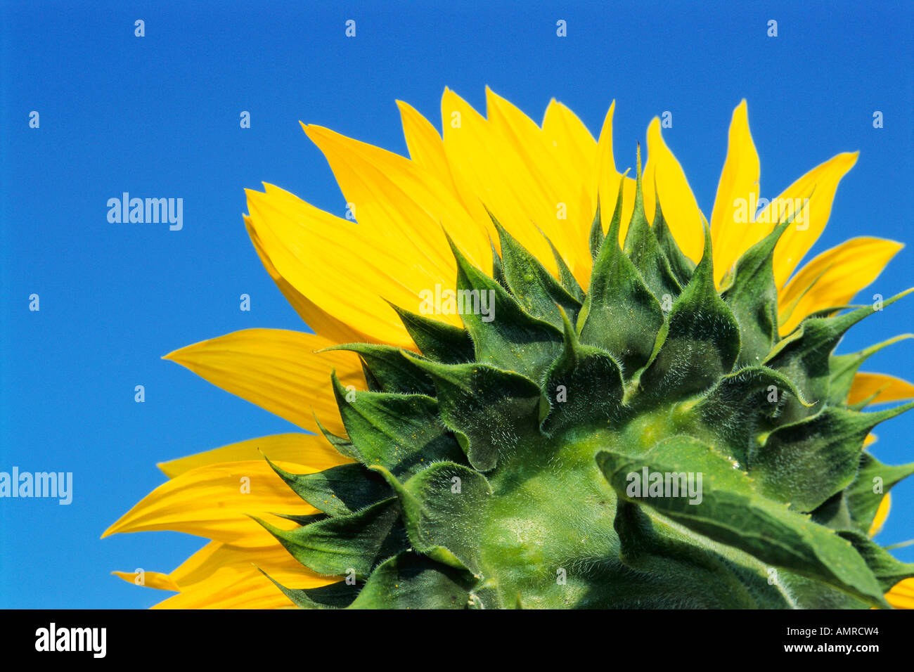 Detailed closeup photo sunflower hi-res stock photography and images ...