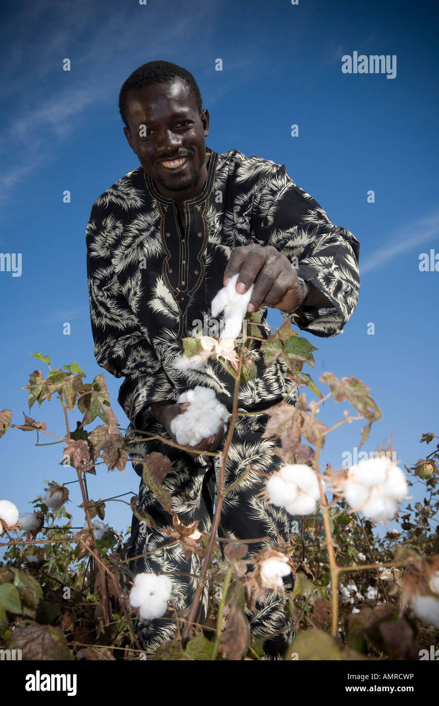 Fairtrade Farmer Picking Cotton In High Resolution Stock Photography ...