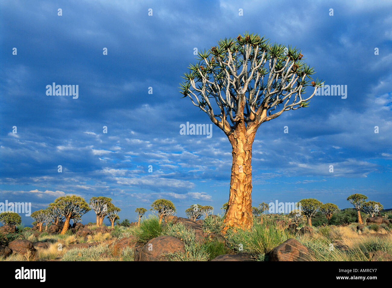 Quiver Tree, Namibia, Africa Stock Photo - Alamy