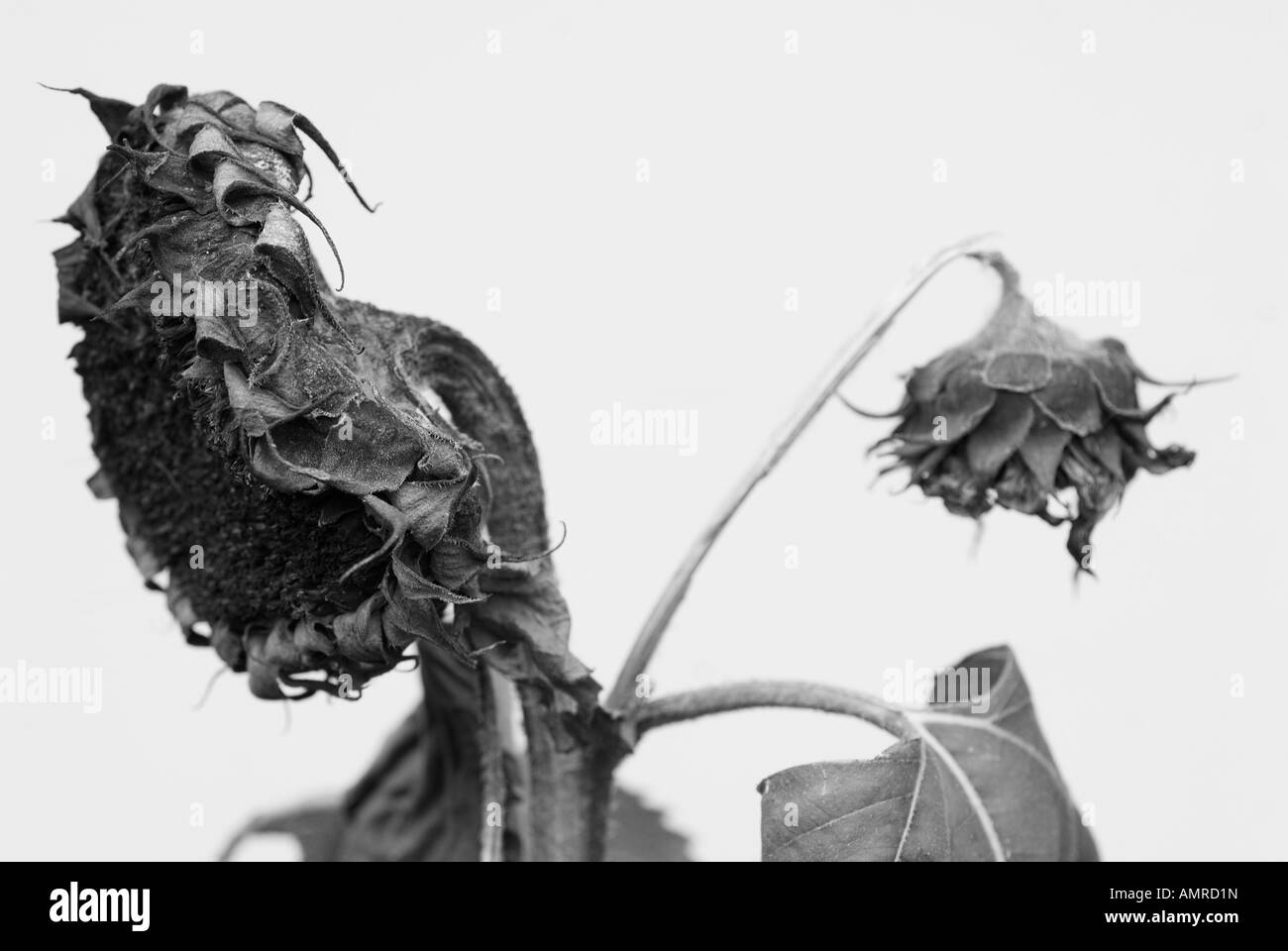 White sunflower seeds hi-res stock photography and images - Alamy