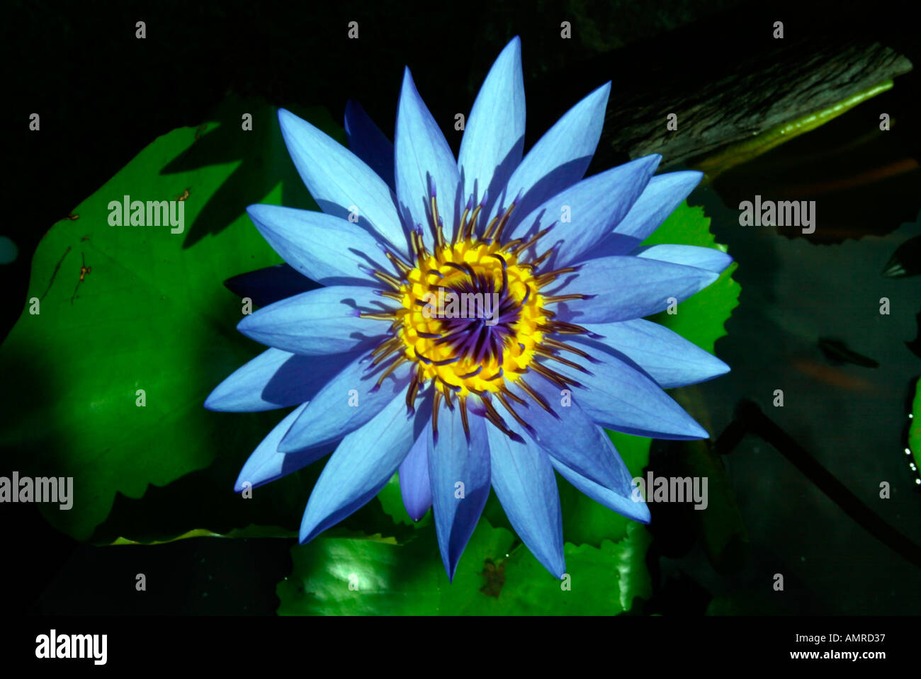 Lily thai hi-res stock photography and images - Alamy
