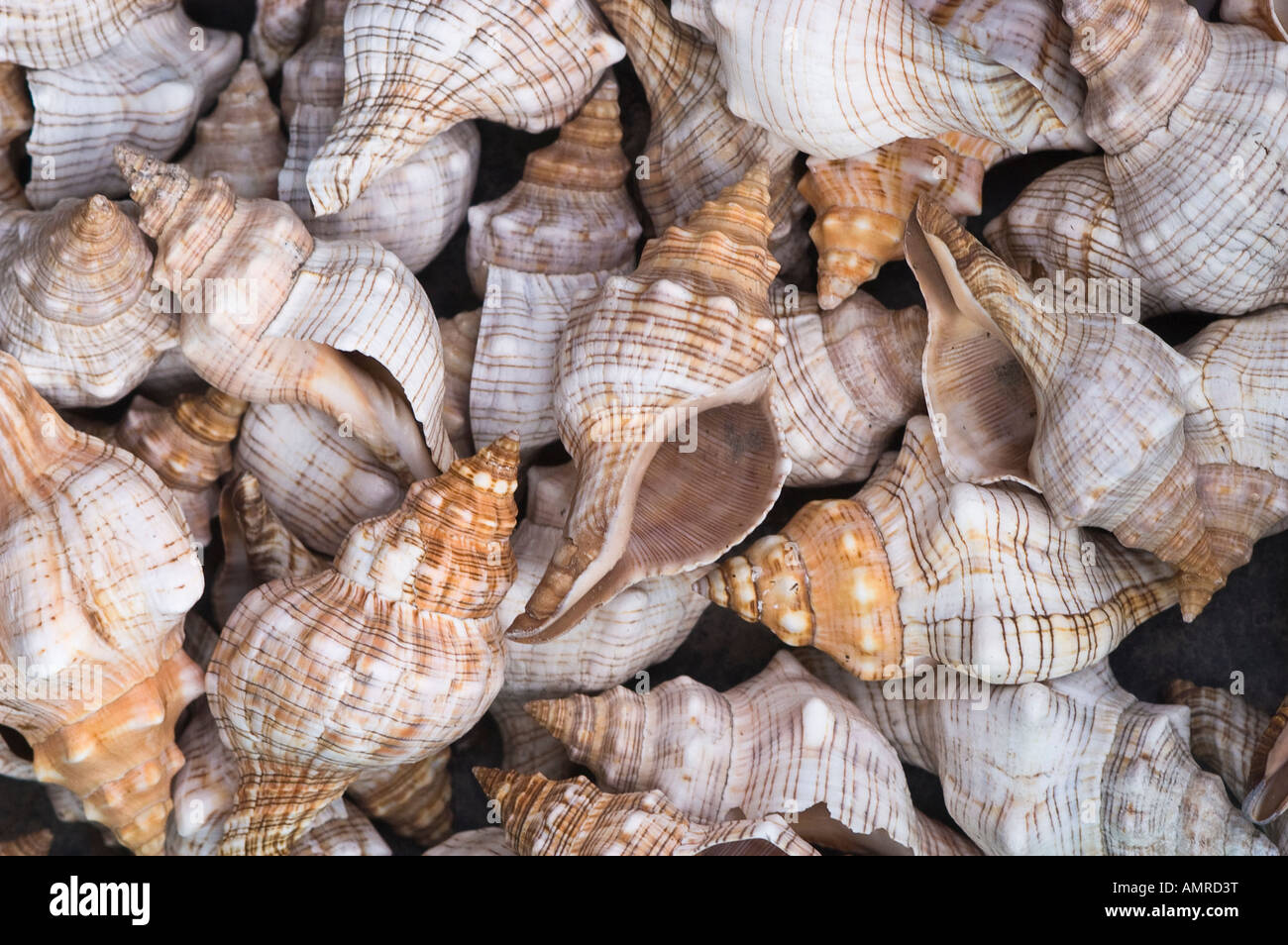 Snail housings on display in a souvenir shop Stock Photo - Alamy