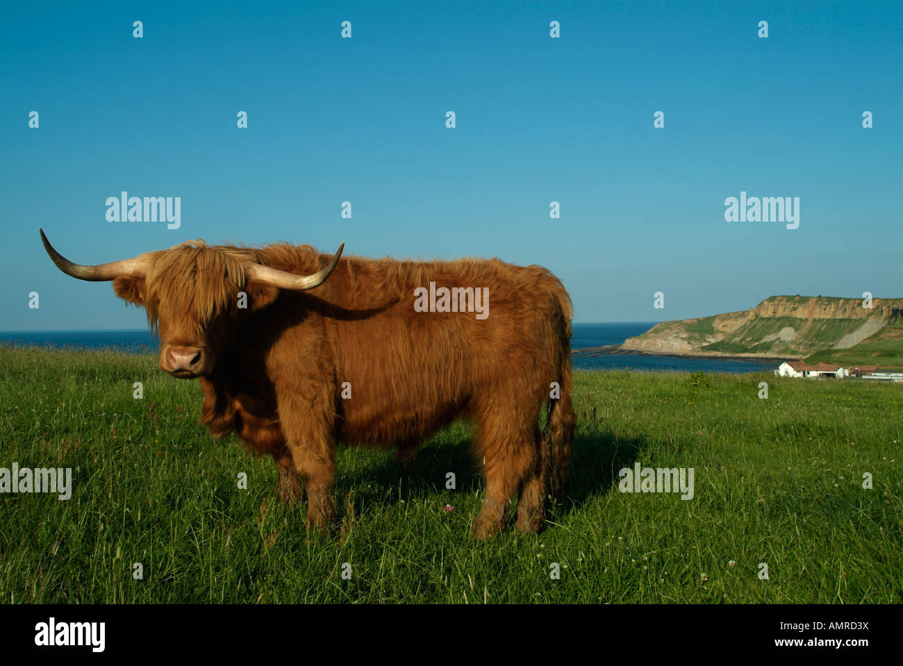 Side view of highland cow hi-res stock photography and images - Alamy