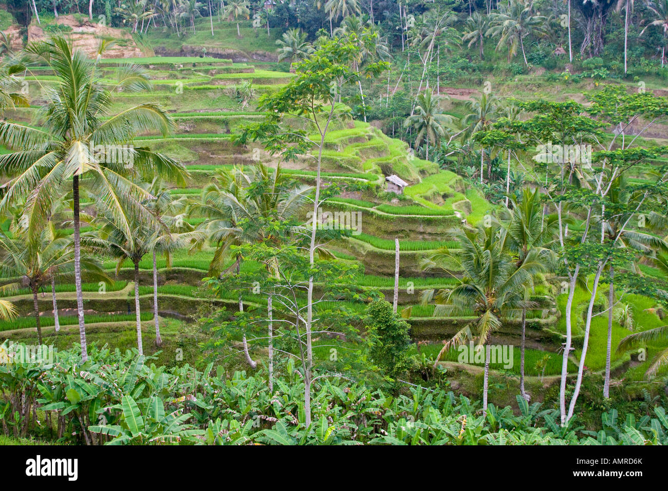 Terrace Rice Fields Ubud Bali Indonesia Stock Photo - Alamy