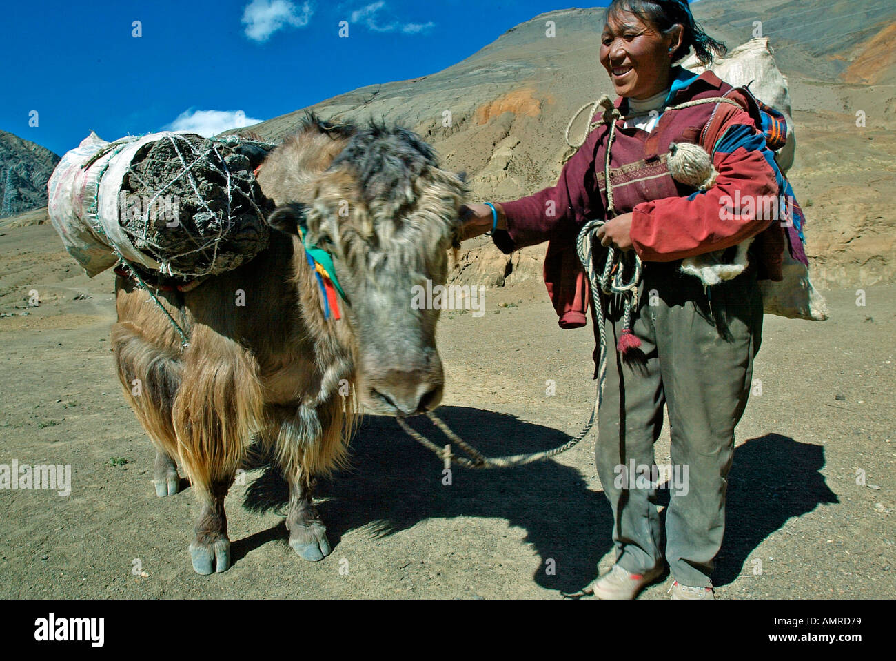Tibetan woman with yak carrying packs of dried yak dung for fuel Stock ...