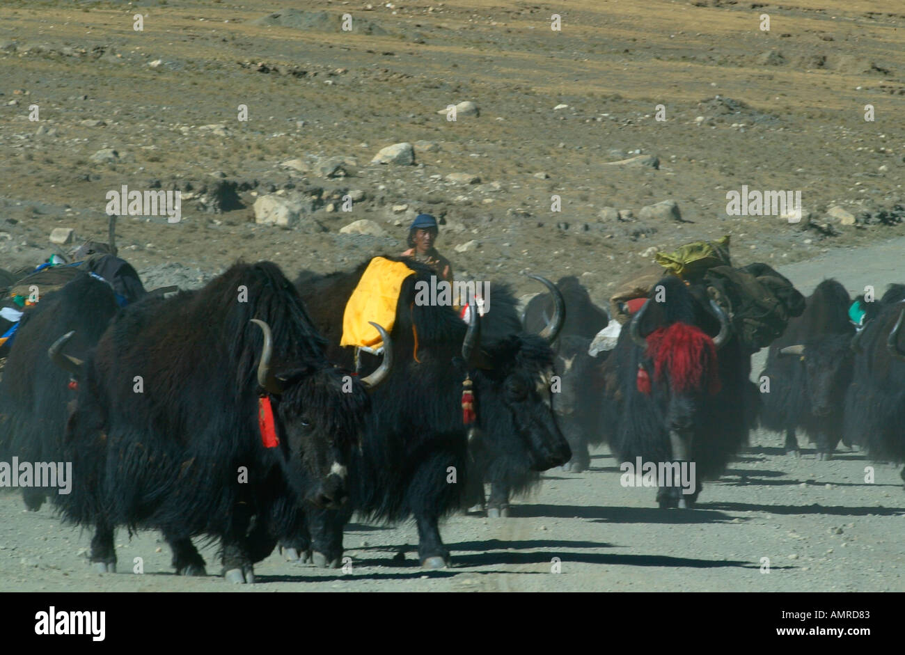 Long haired hooves hi-res stock photography and images - Alamy