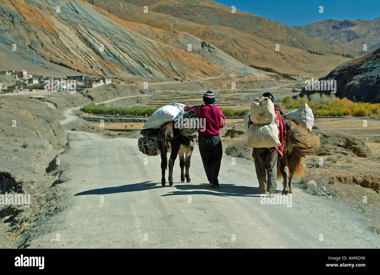 Tibetan women with yak and donkey which carry packs of dried yak dung ...