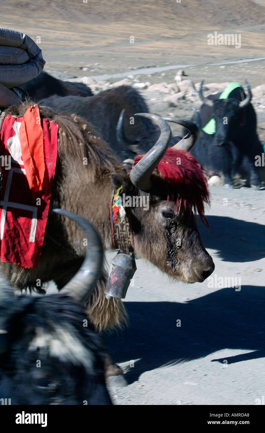 Long haired hooves hi-res stock photography and images - Alamy