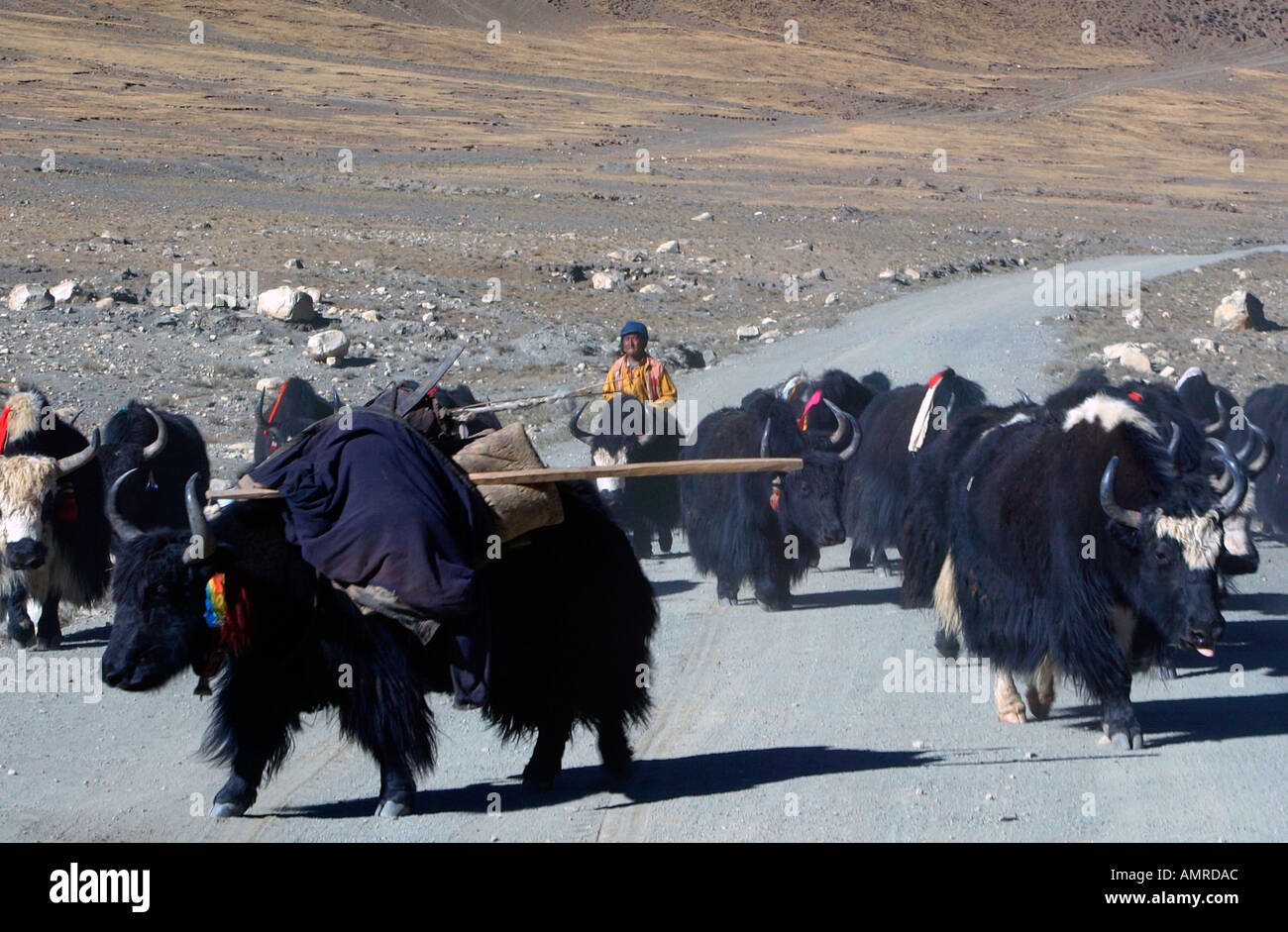 Tibetan yak herder hi-res stock photography and images - Alamy