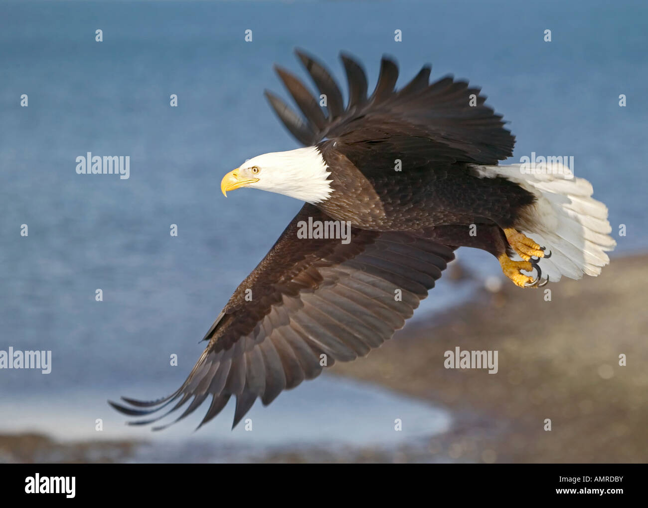 Eagle soaring homer alaska hi-res stock photography and images - Alamy