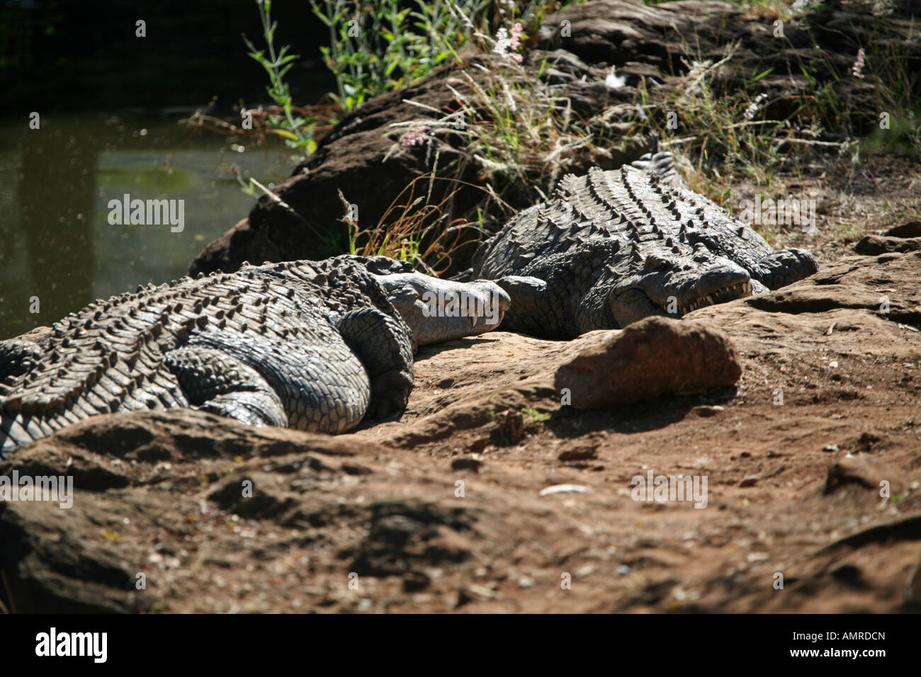 Pair of Crocodiles lying in the sun by the water Stock Photo - Alamy