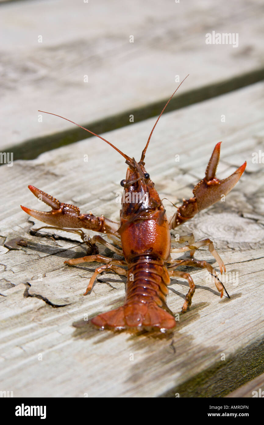 crayfish on wooden boards Stock Photo - Alamy