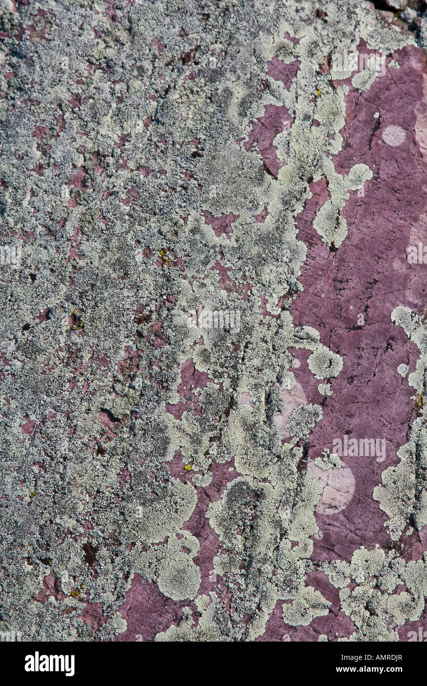 Lichen on purple rock hi-res stock photography and images - Alamy