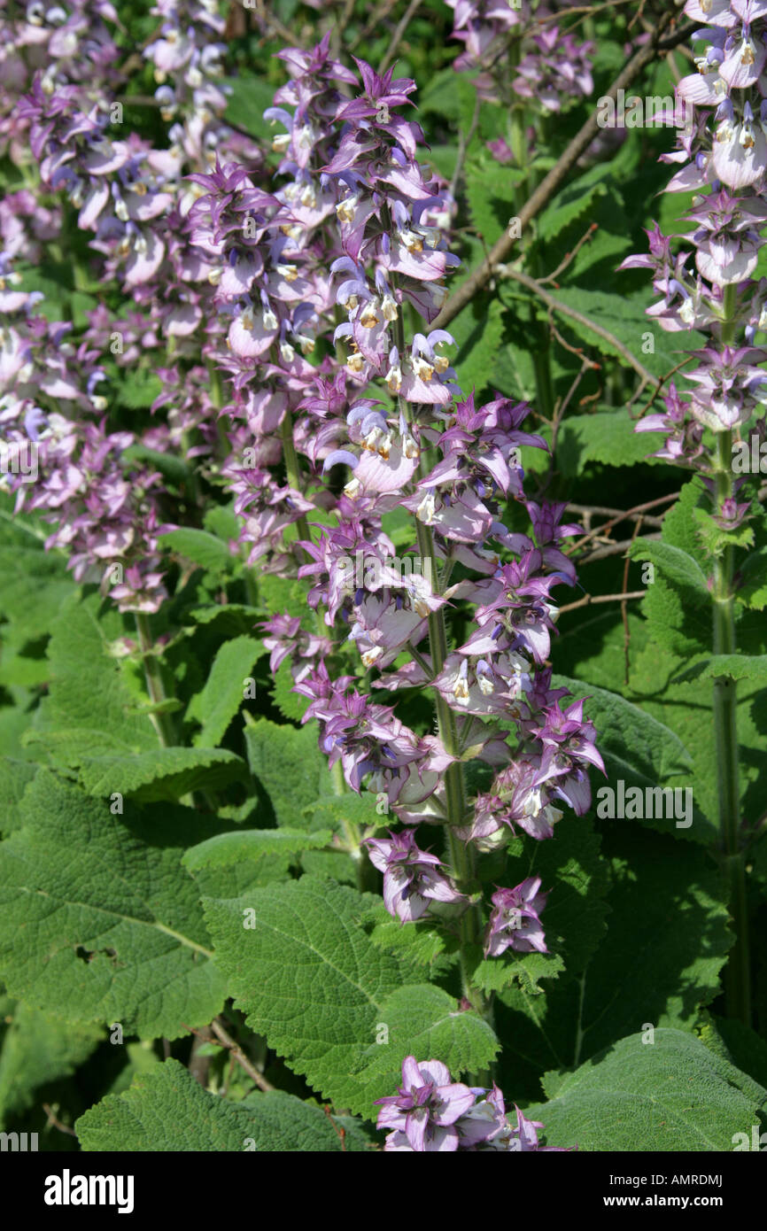 Clary Sage Salvia sclarea Lamiaceae Stock Photo - Alamy