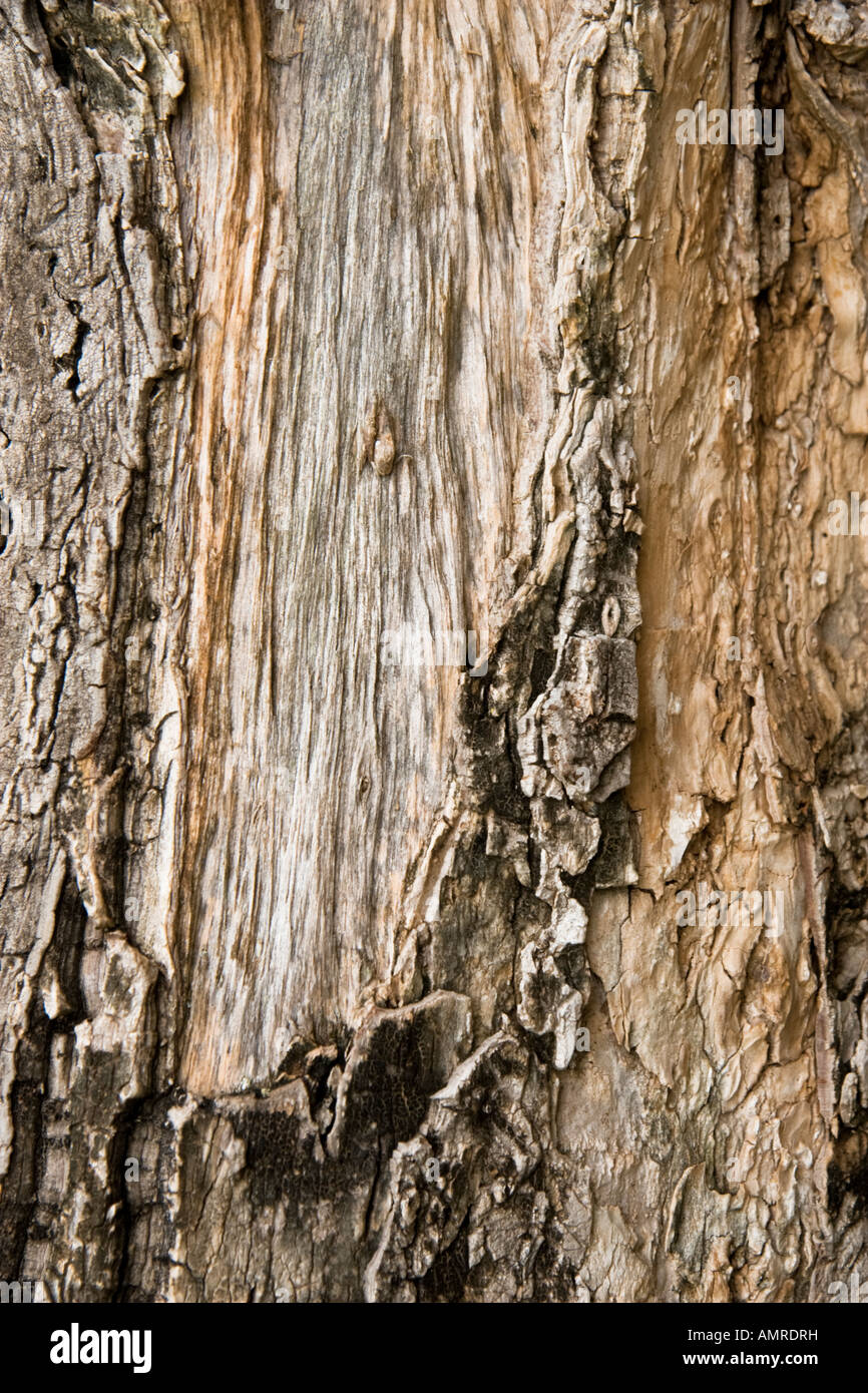 Vertical close up of tree bark Stock Photo - Alamy