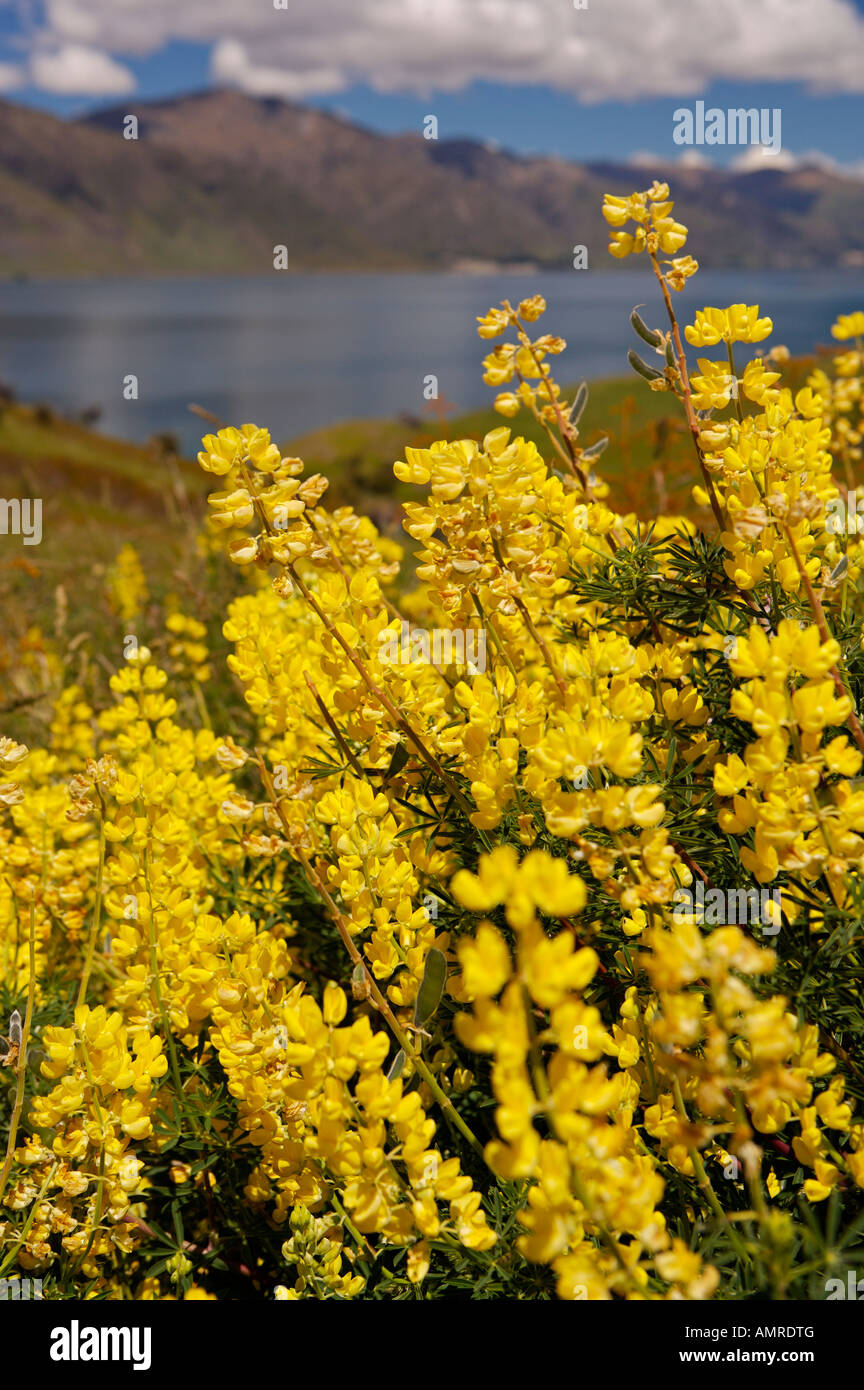 Yellow Tree Lupins, Lupinus arboreus, Lake Hawea, Central Otago, South ...