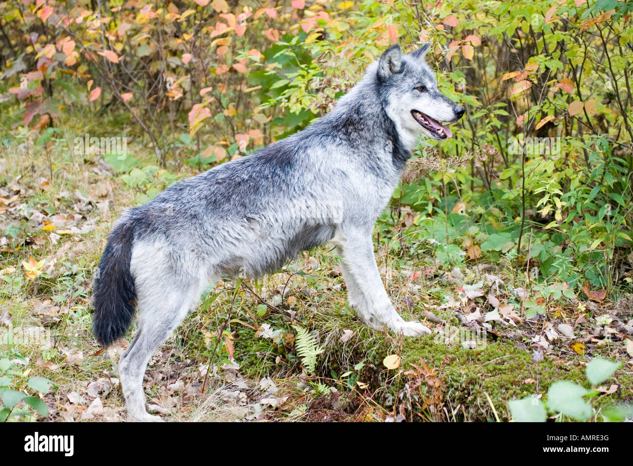 Gray Wolf Canis lupus Sandstone Pine County Minnesota United States 28 ...