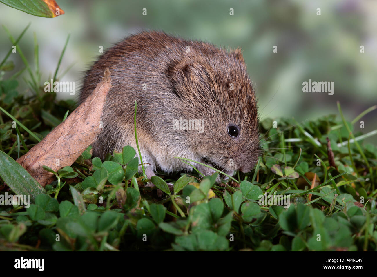 short tailed vole Microtus agrestis sitting looking alert Potton ...