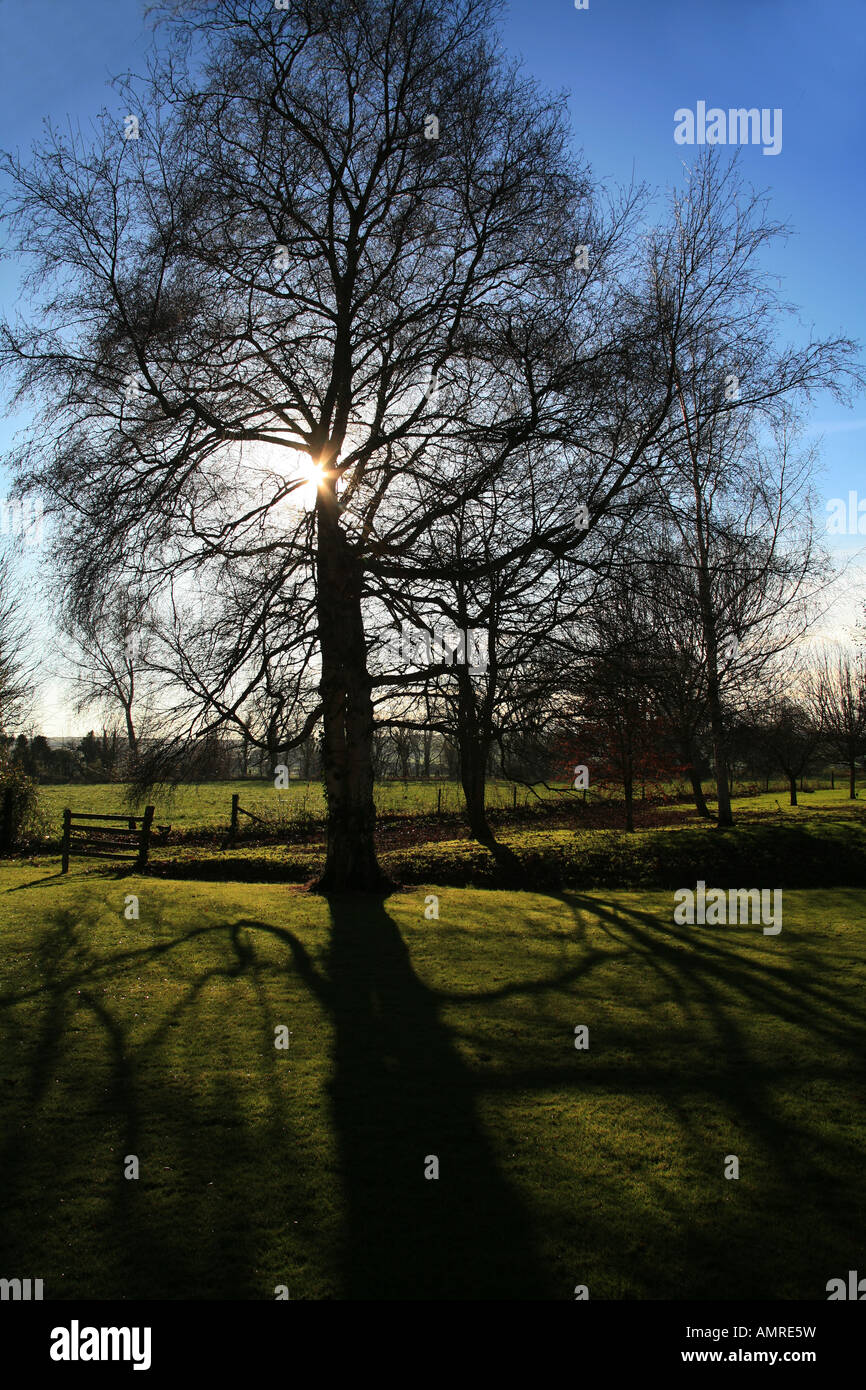 Birch tree silhouette hi-res stock photography and images - Alamy