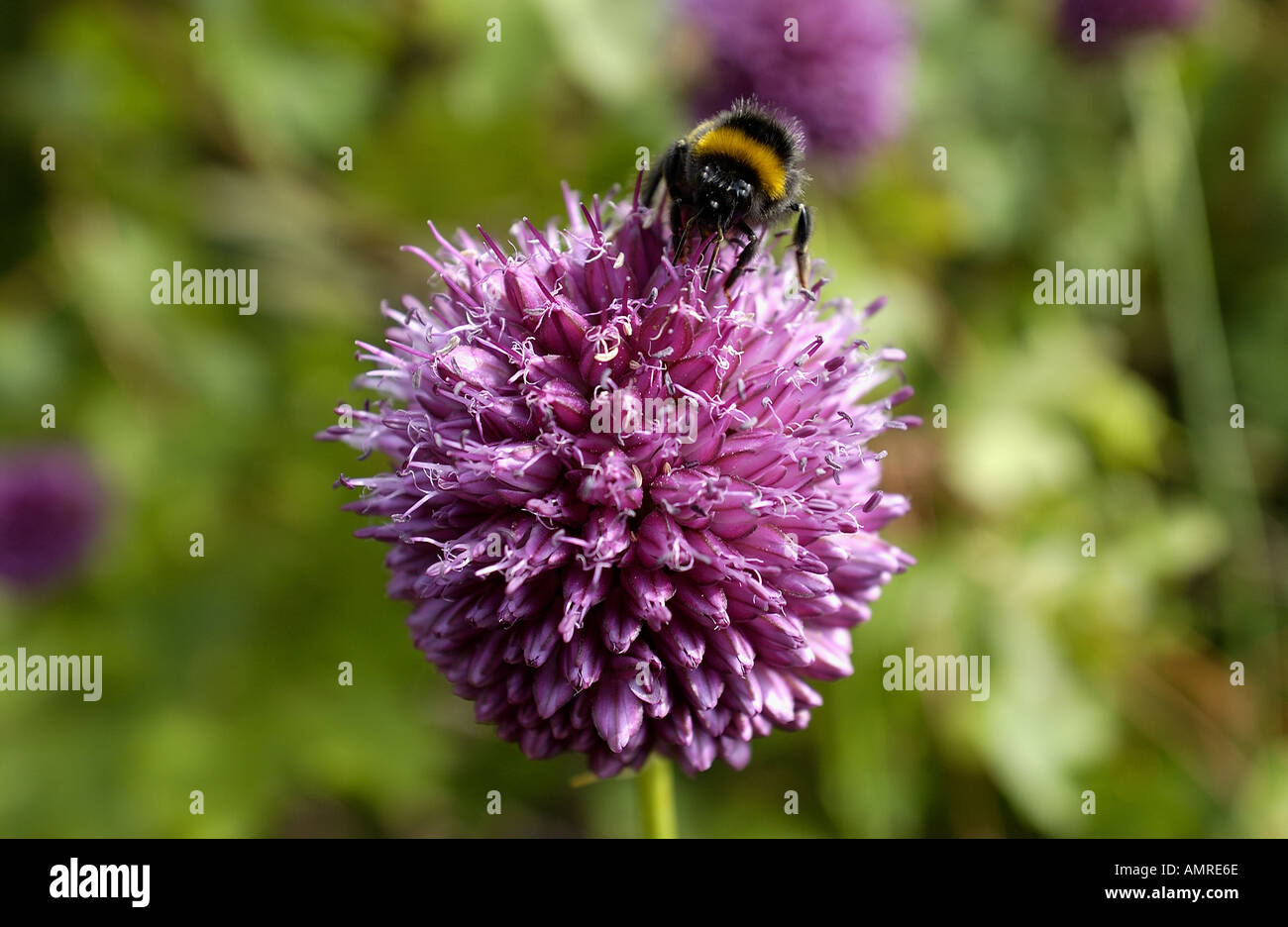 Allium and bee Stock Photo - Alamy
