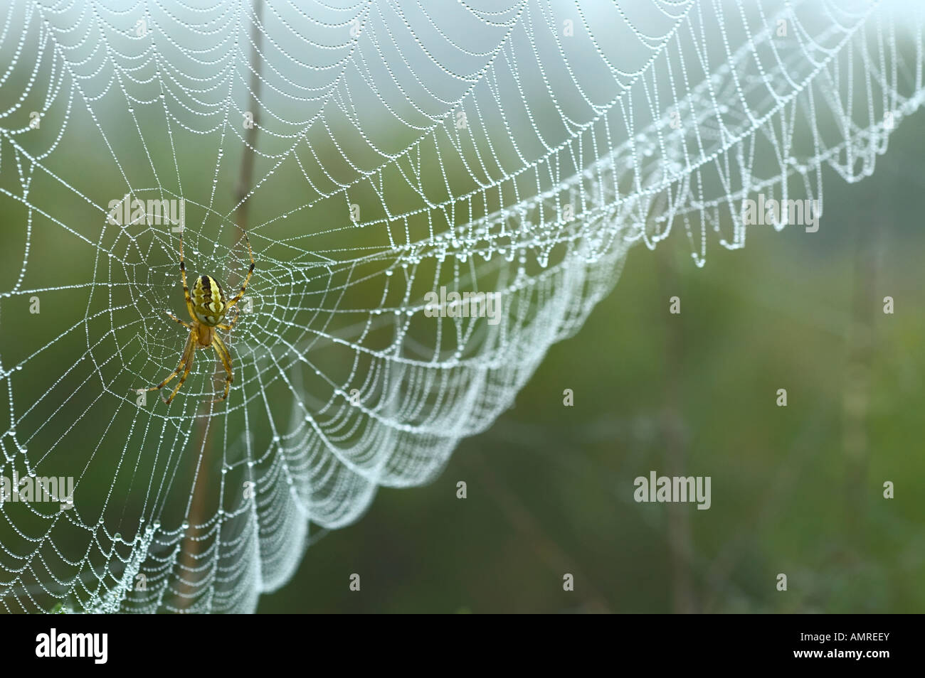 Dew on spider's web Stock Photo - Alamy