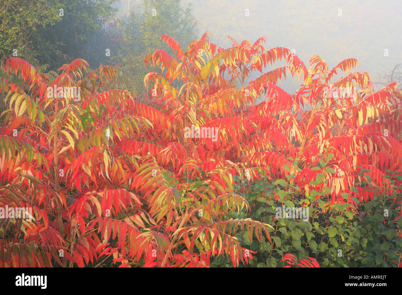 Sumac bushes hi-res stock photography and images - Alamy
