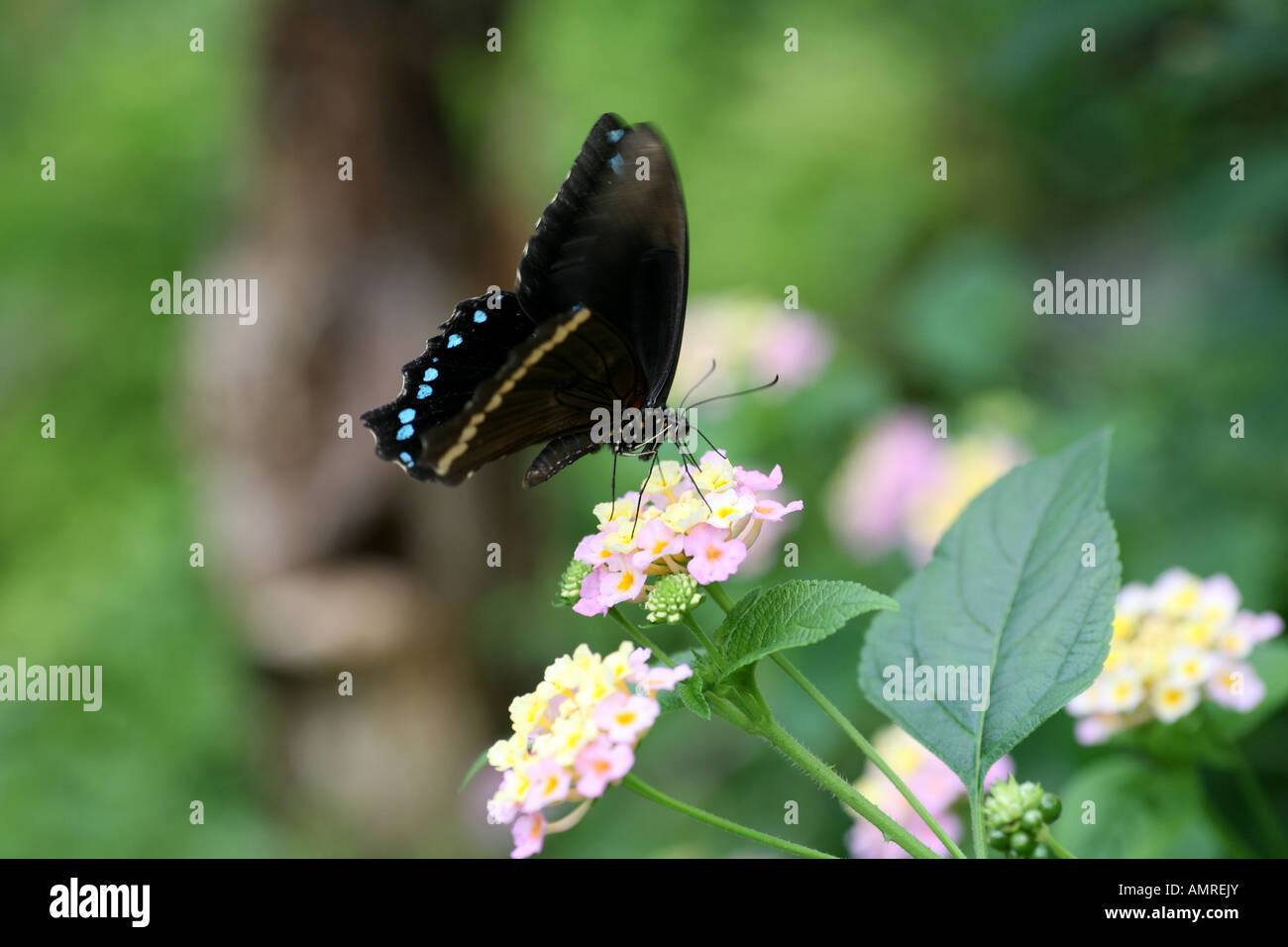 Blue Banded Swallowtail Butterfly High Resolution Stock Photography and ...