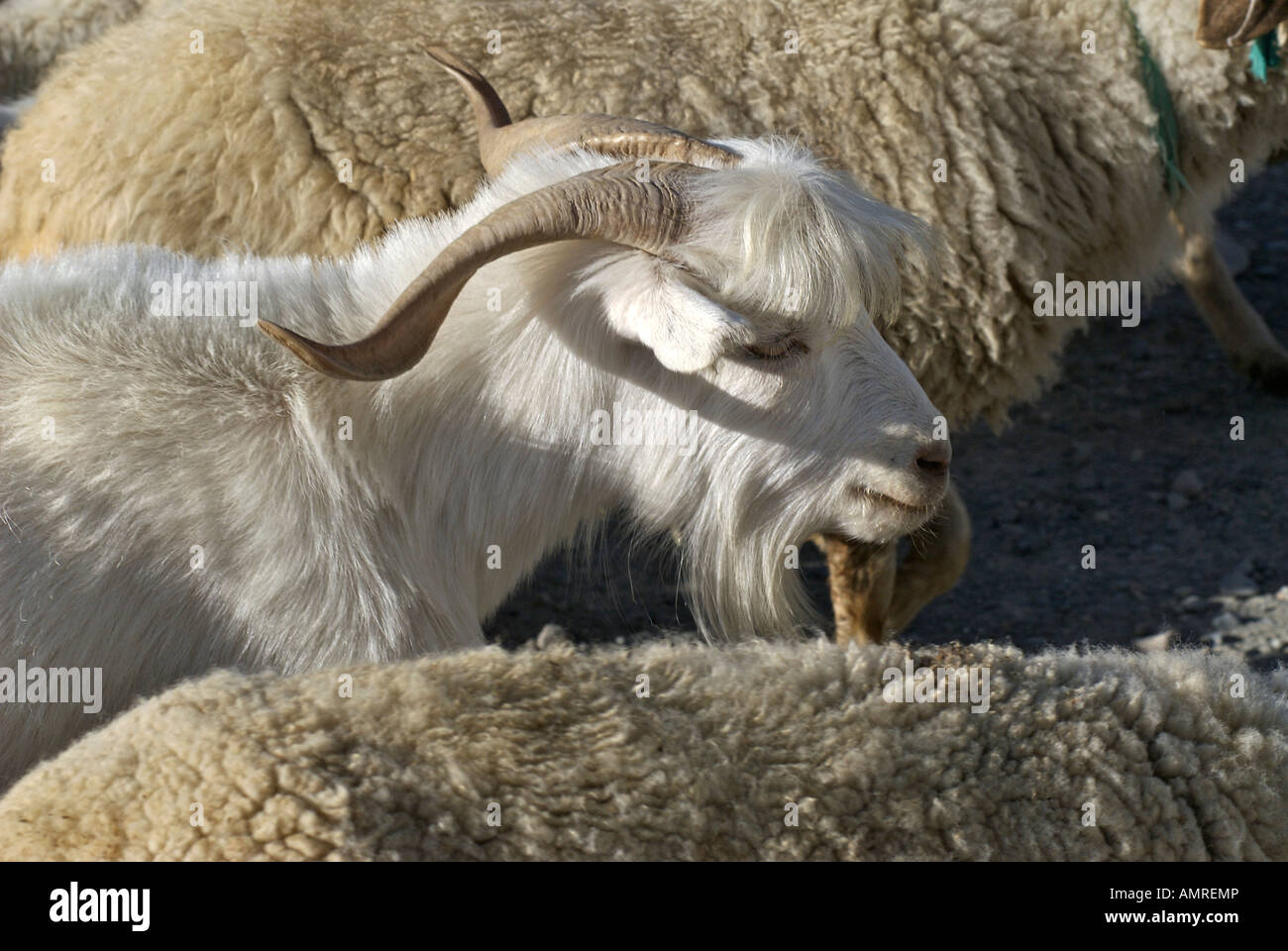 Goat amidst a flock Tibet Stock Photo - Alamy