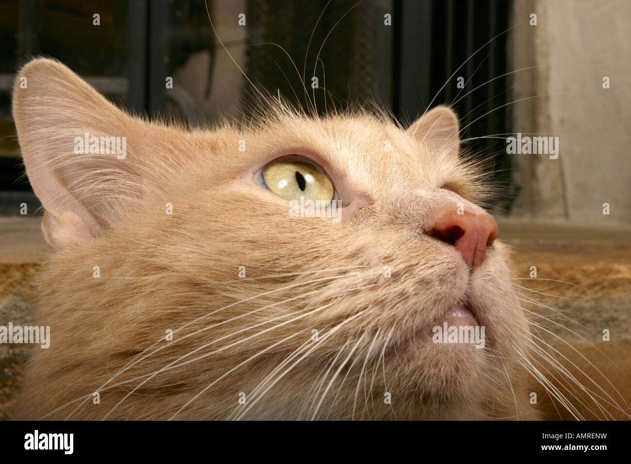 Cat Looking Up Stock Photo - Alamy
