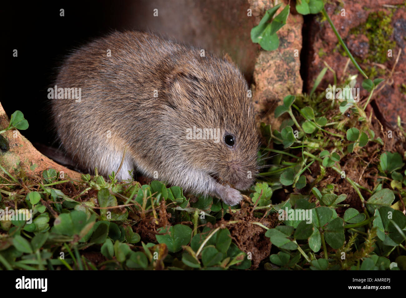 Short-tailed Vole Microtus agrestis in old clay pipe Potton ...