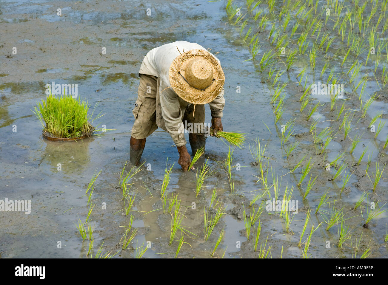 Farmer Planting Rice Field by Hand Bali Indonesia Stock Photo - Alamy