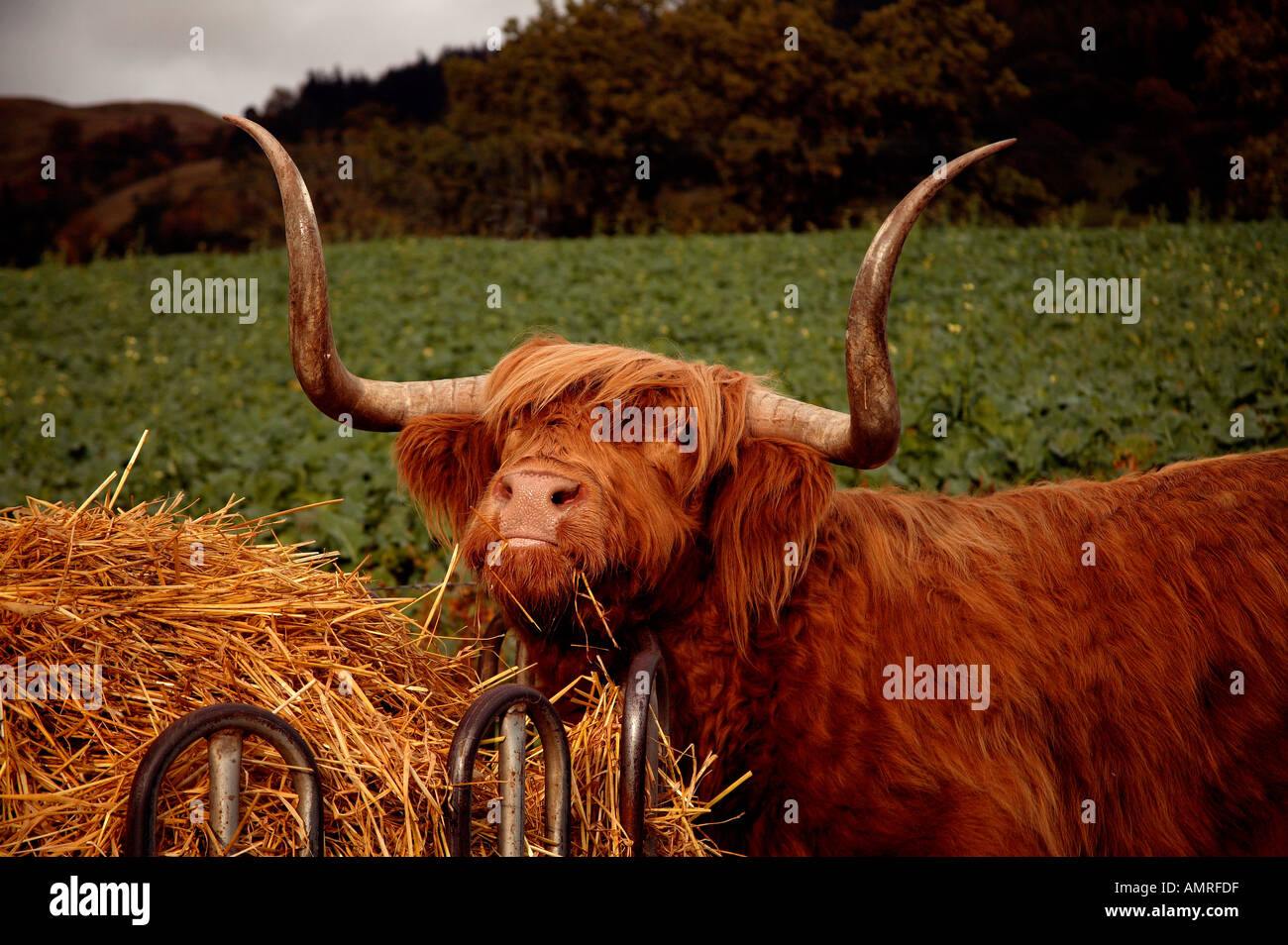Highland cow feeding hi-res stock photography and images - Alamy