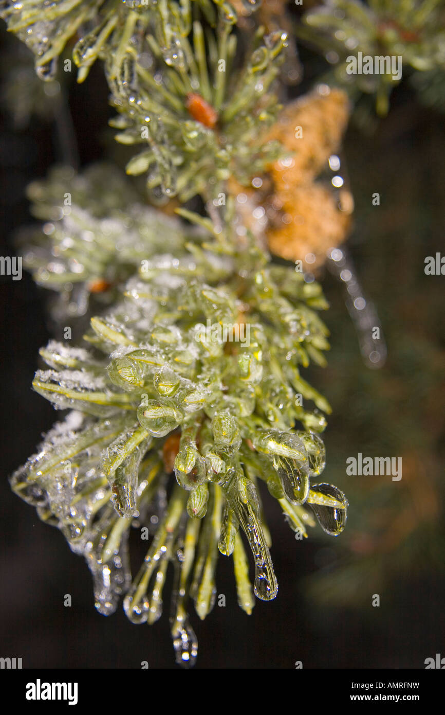 Freezing rain on the tree Stock Photo - Alamy