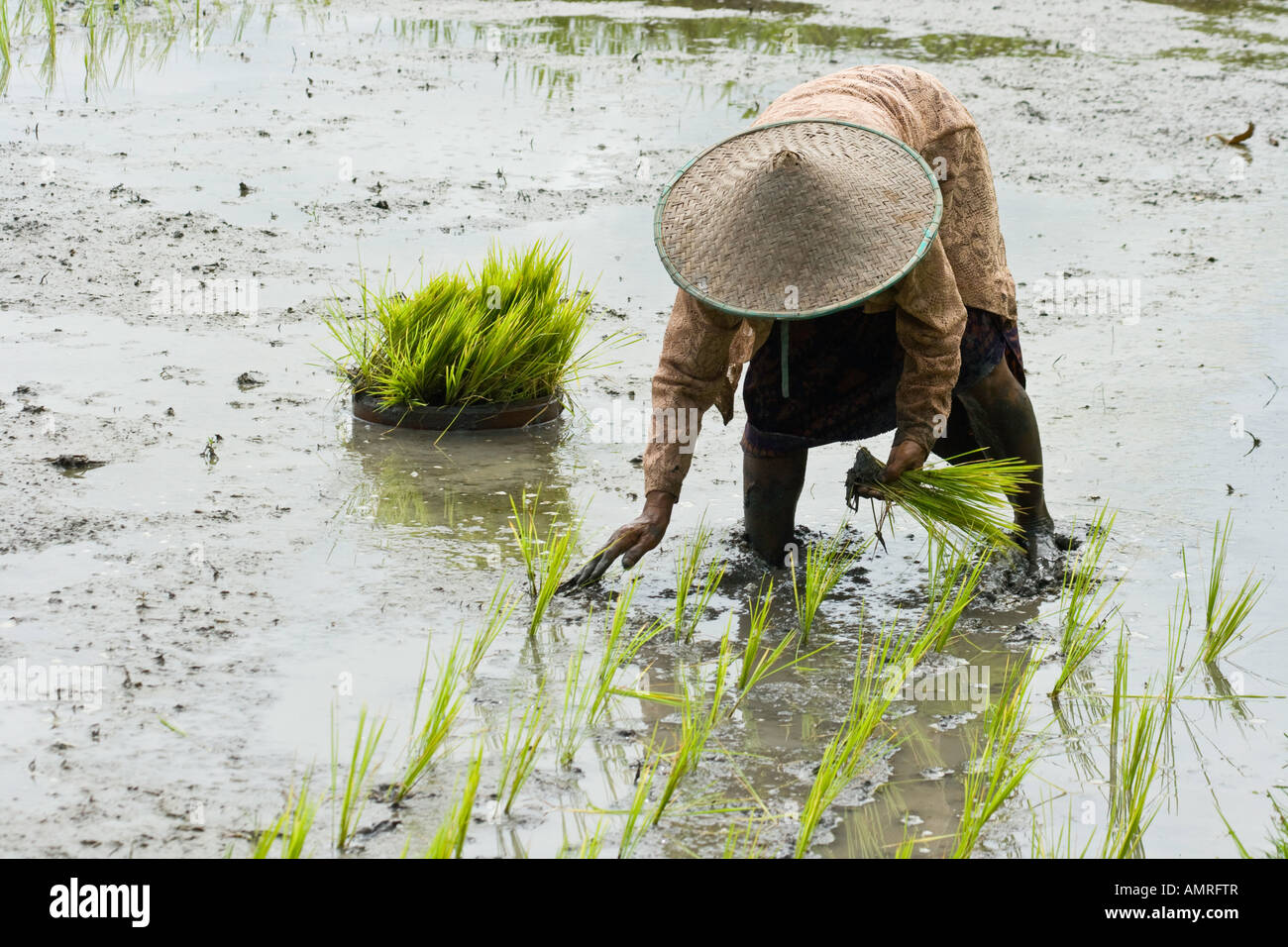Farmer Planting Rice Field by Hand, Ubud, Bali Indonesia Stock Photo ...