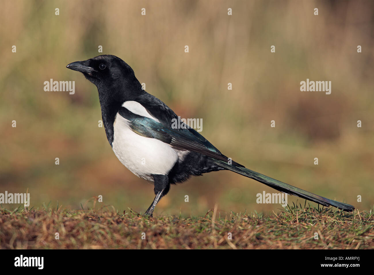 Magpie Pica pica standing looking alert Potton Bedfordshire Stock Photo ...
