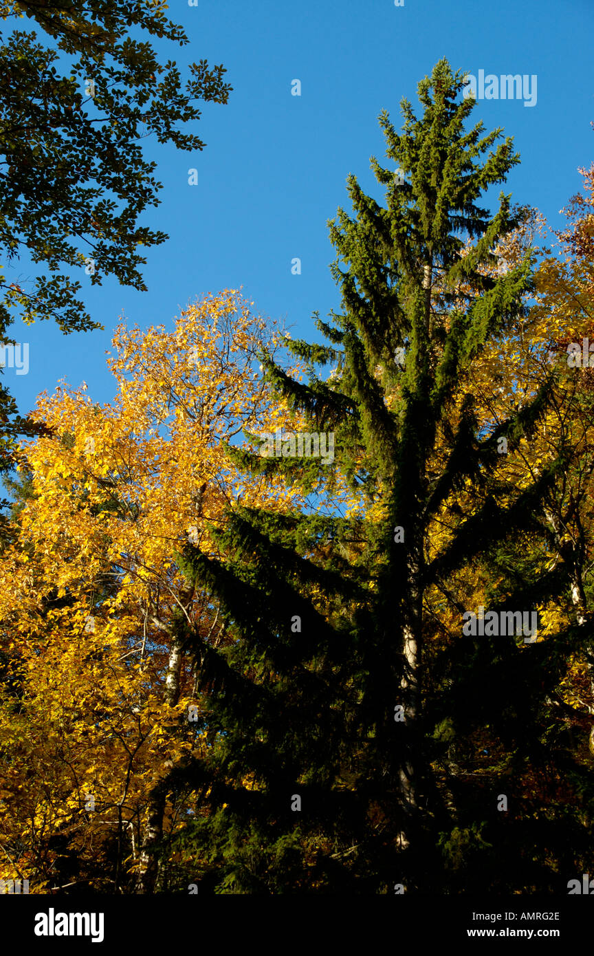 Trees spruce Picea abies maple Acer pseudoplatanus with yellow leaves ...